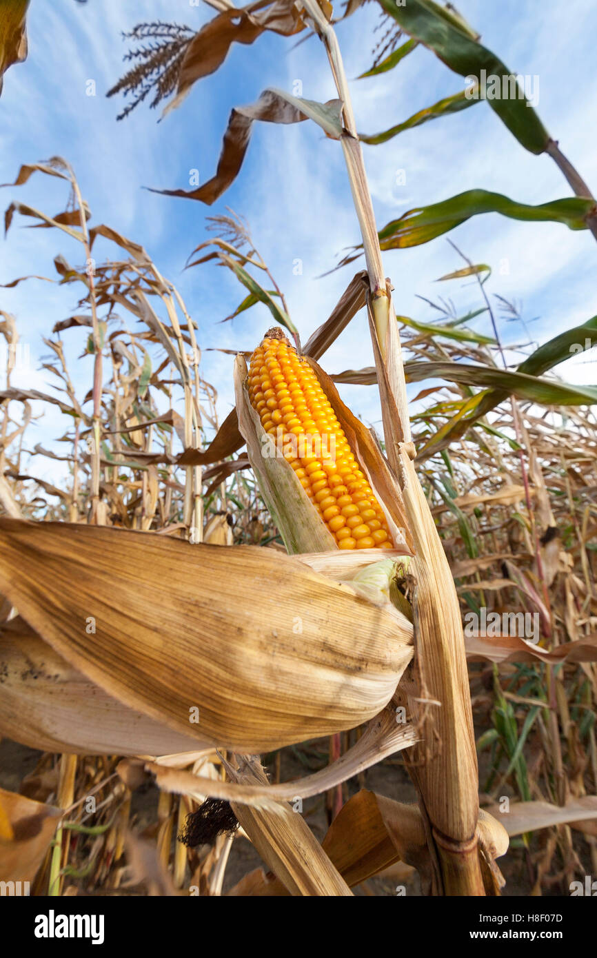 yellowed ripe corn Stock Photo - Alamy