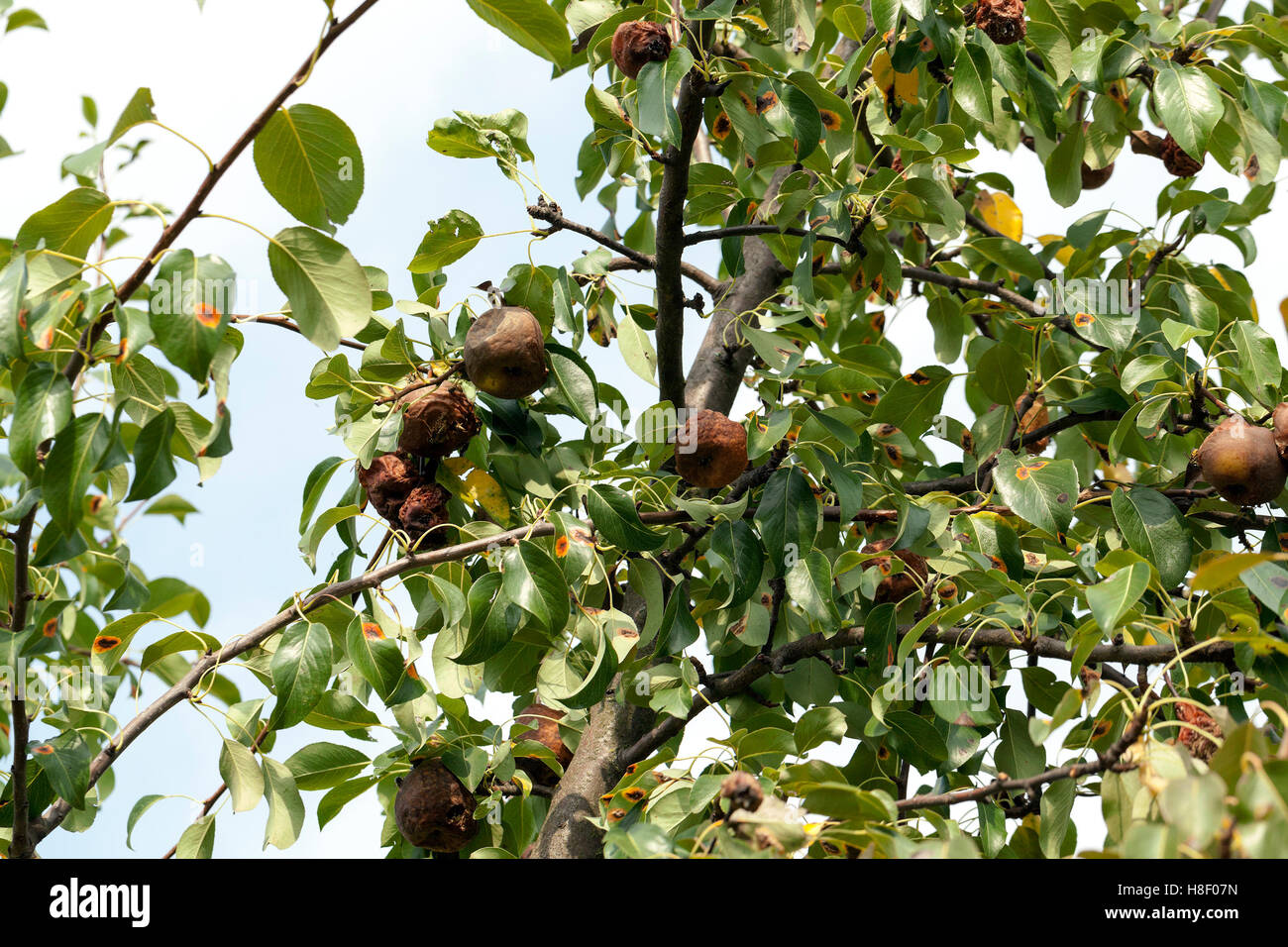 Rotten pear hi-res stock photography and images - Alamy