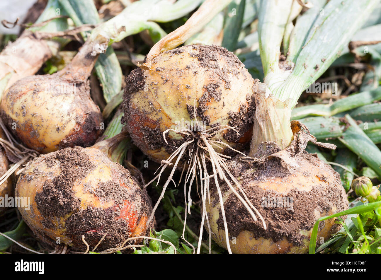 ripe onion head Stock Photo - Alamy