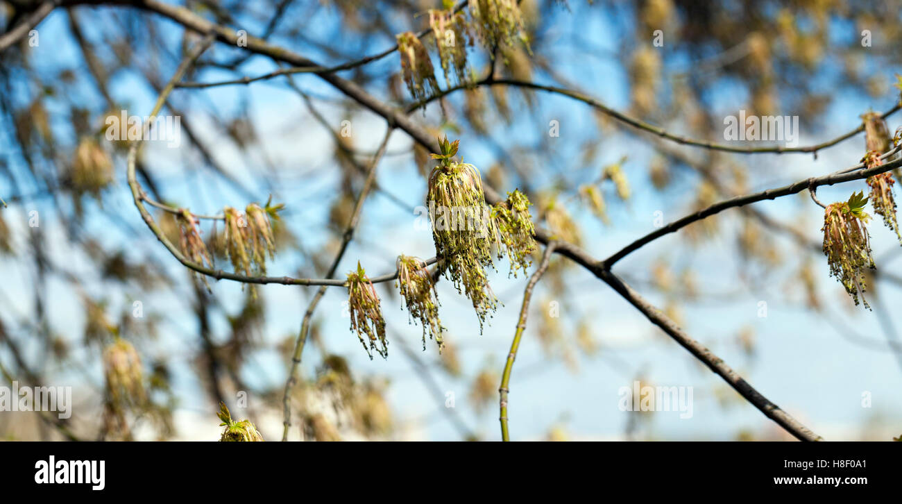 flowering maple tree Stock Photo - Alamy