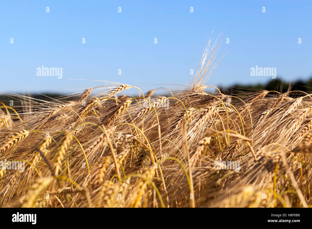 farm field cereals Stock Photo - Alamy