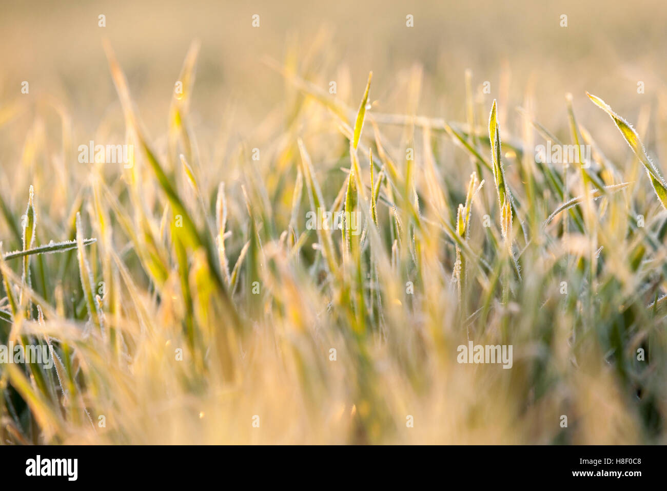 wheat during frost Stock Photo - Alamy