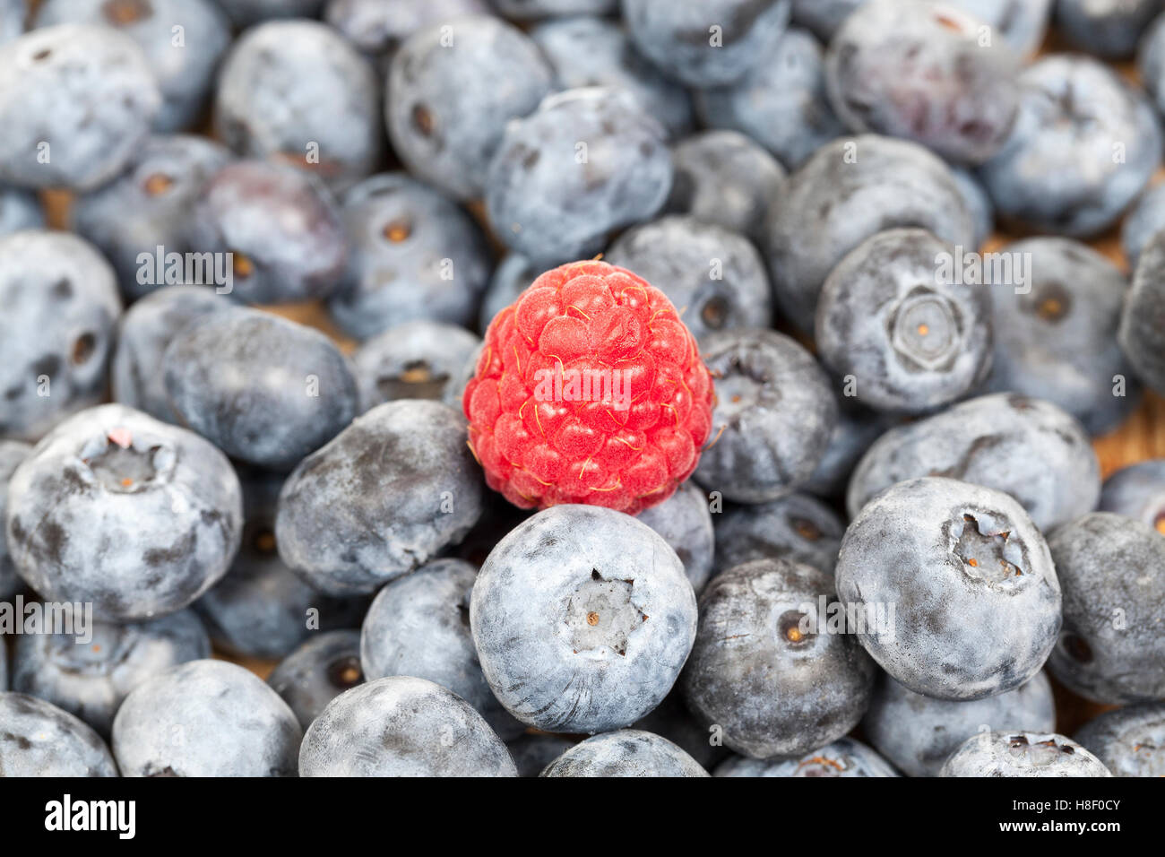 ripe blueberries, close-up Stock Photo - Alamy