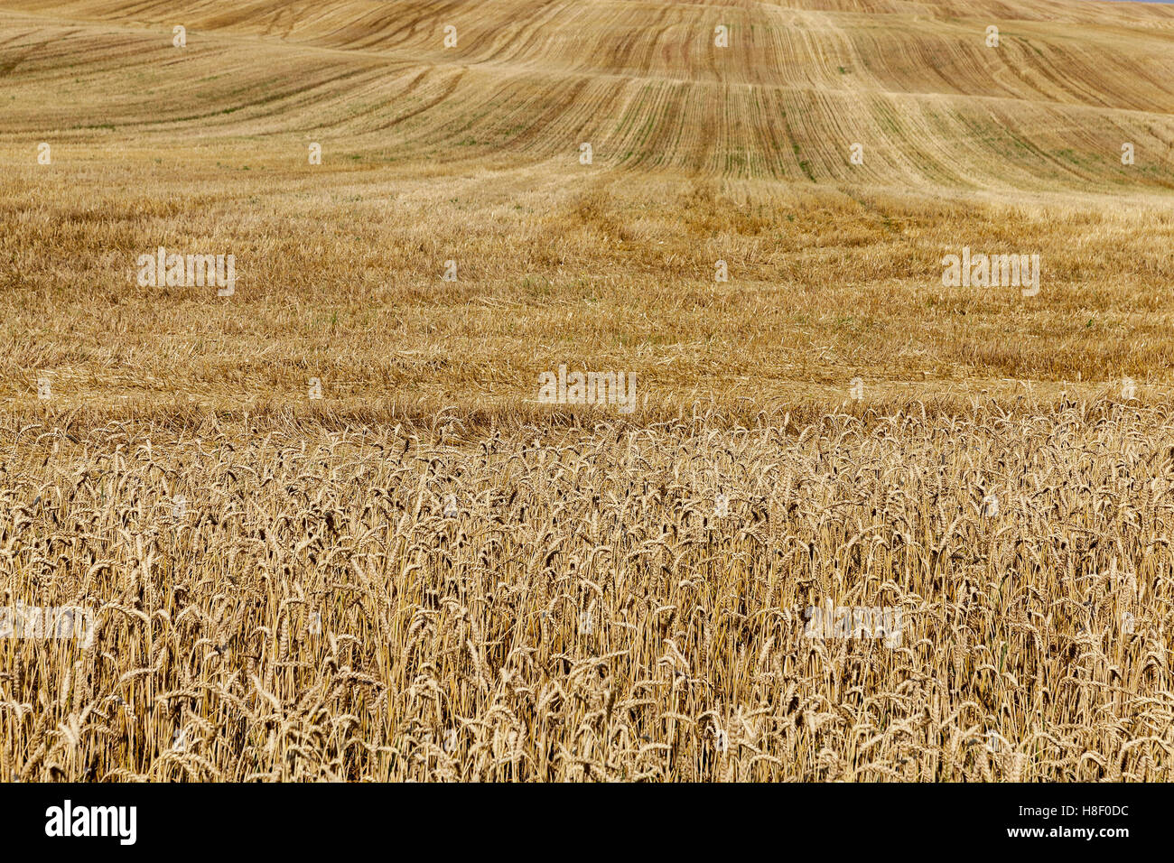 collection of rye crops Stock Photo - Alamy