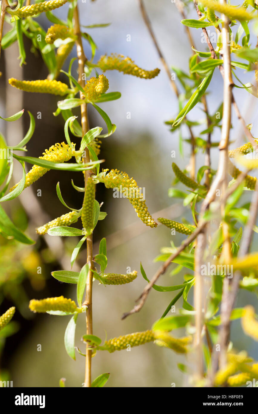 willow trees in the spring Stock Photo - Alamy