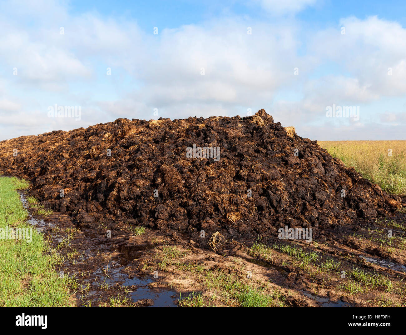 are landed in a pile of manure Stock Photo - Alamy