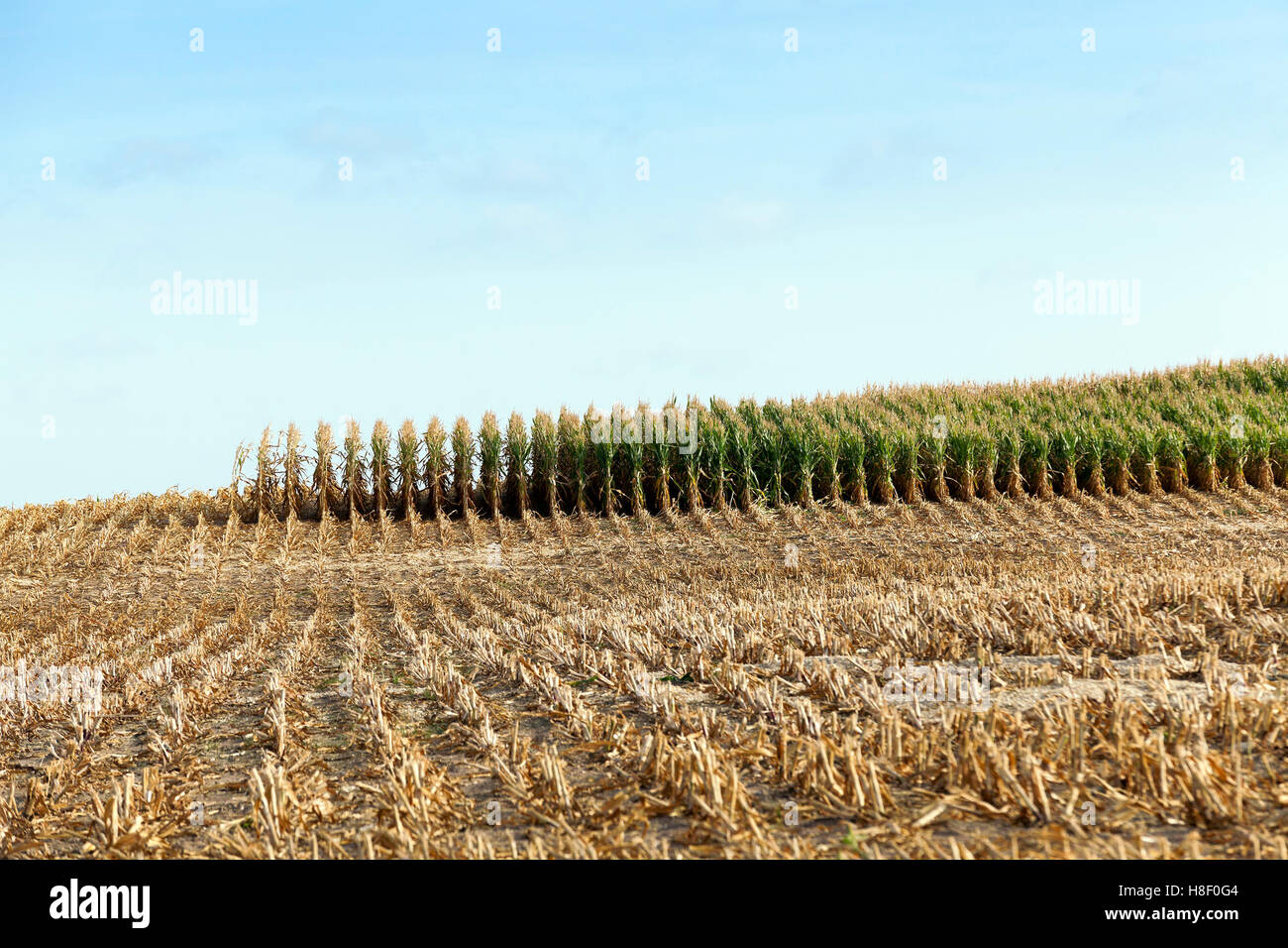 harvested mature corn Stock Photo - Alamy