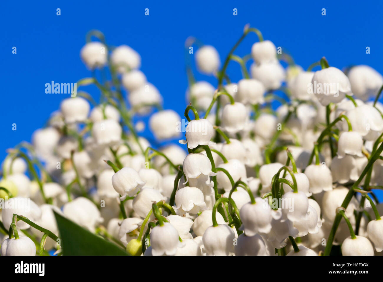 Forest lily of the valley close-up Stock Photo - Alamy