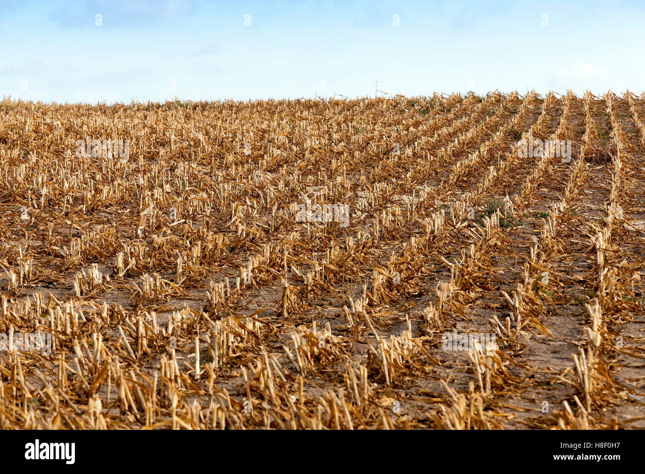 Reaping corn hi-res stock photography and images - Alamy