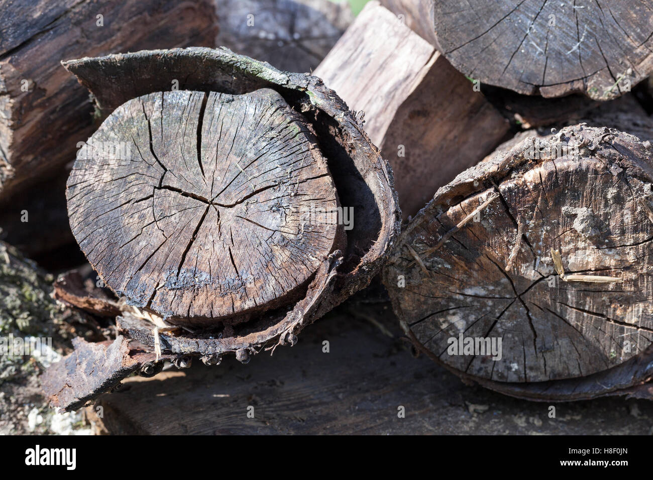 Rotting logs hi-res stock photography and images - Alamy