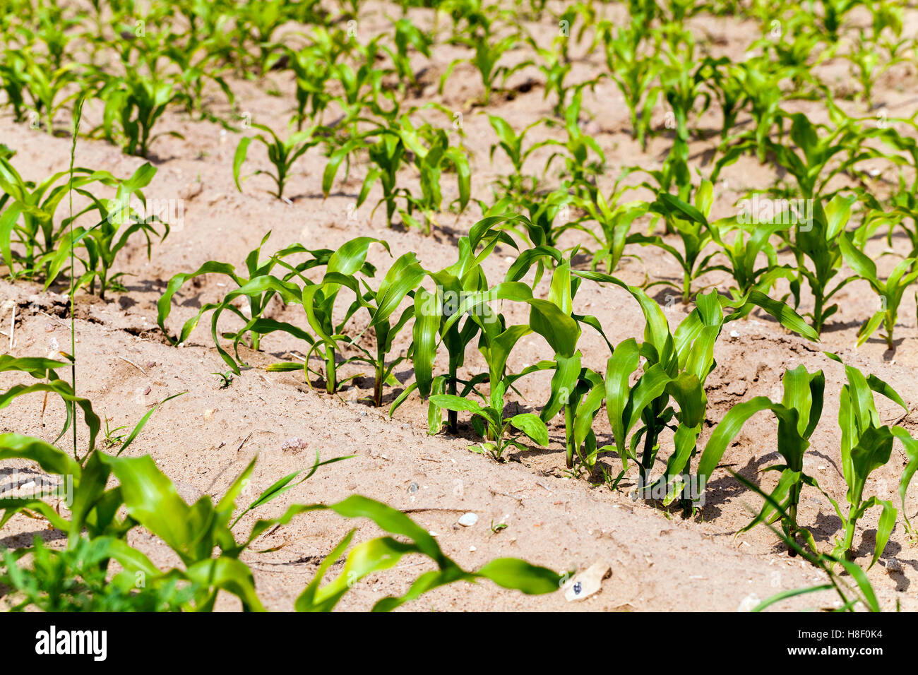 corn plants . spring Stock Photo - Alamy