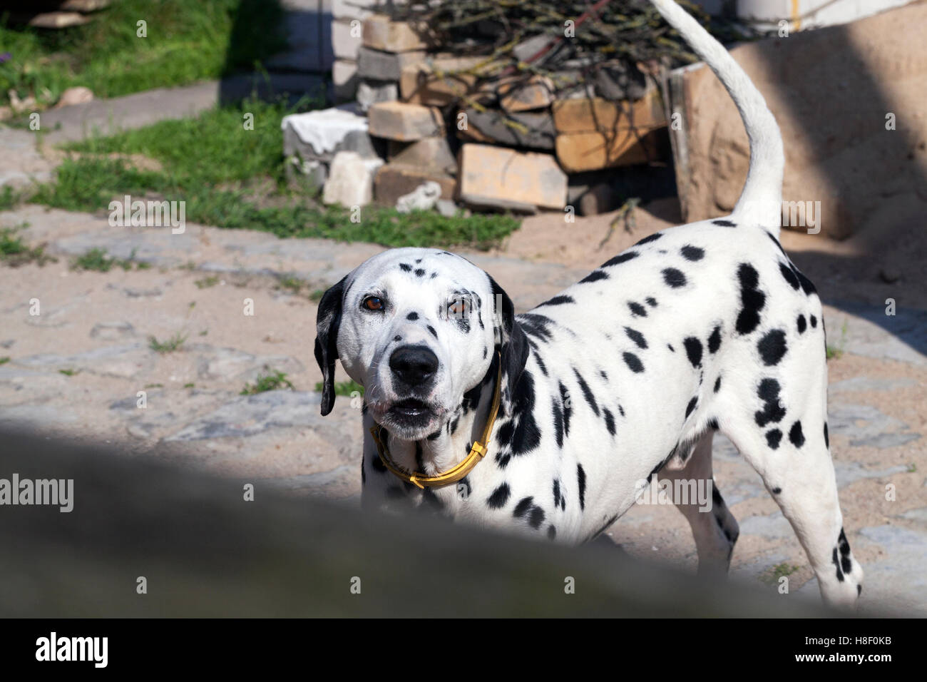 Dalmatians protected areas Stock Photo - Alamy