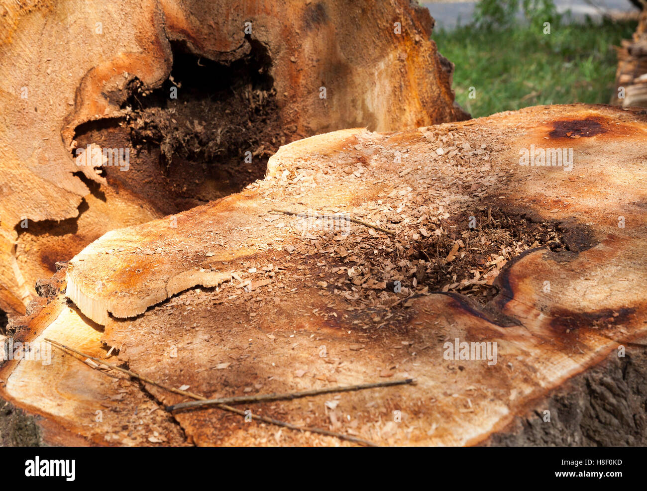 Tree stump and feature hi-res stock photography and images - Alamy