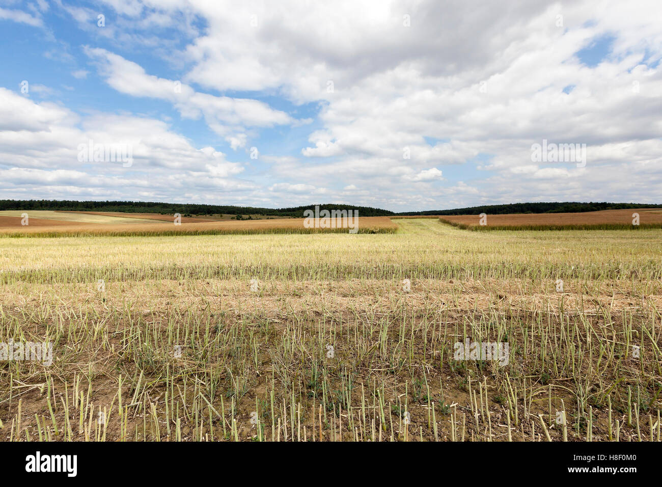 collection rapeseed crop Stock Photo - Alamy
