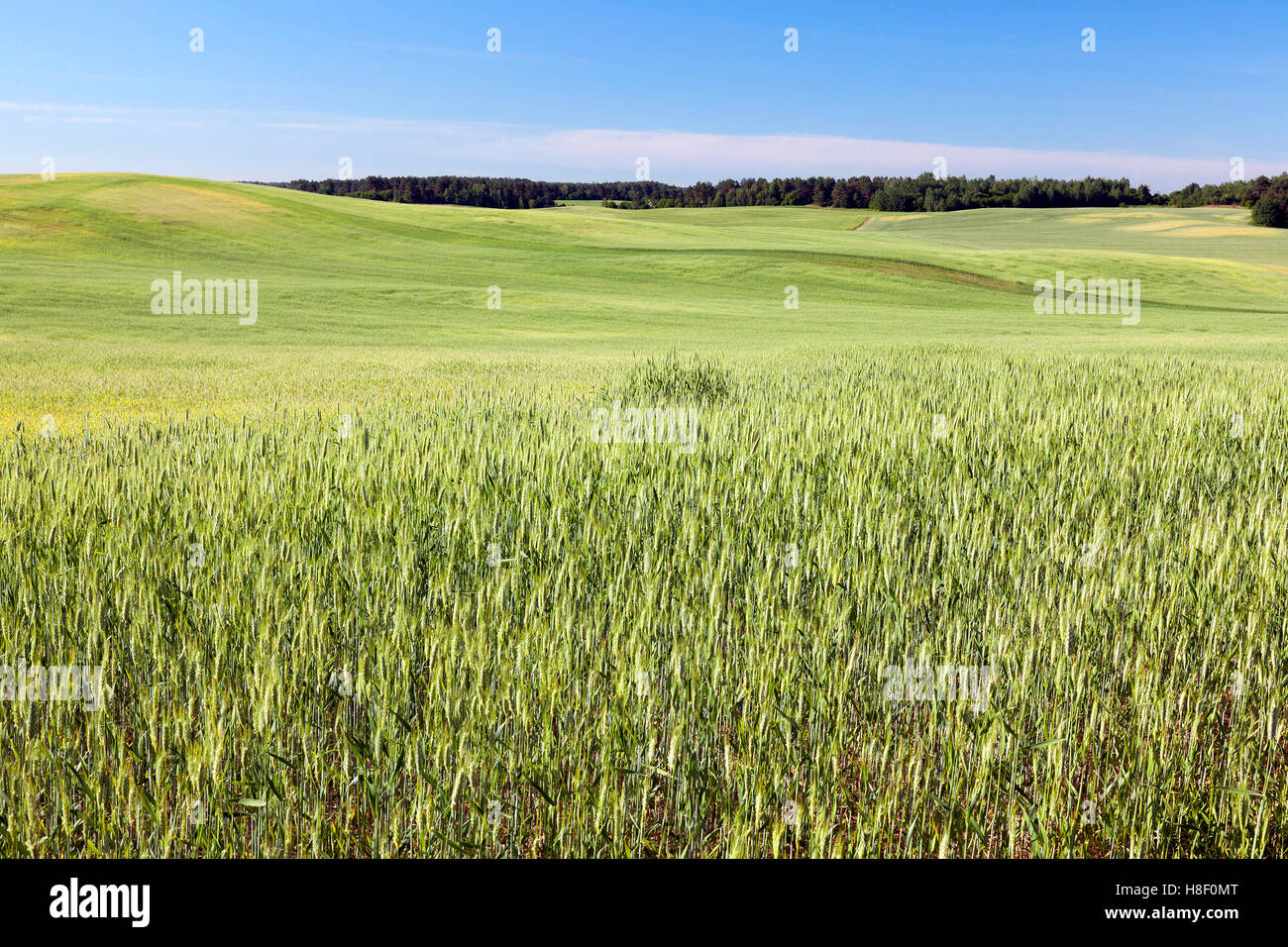 Field with cereal Stock Photo - Alamy