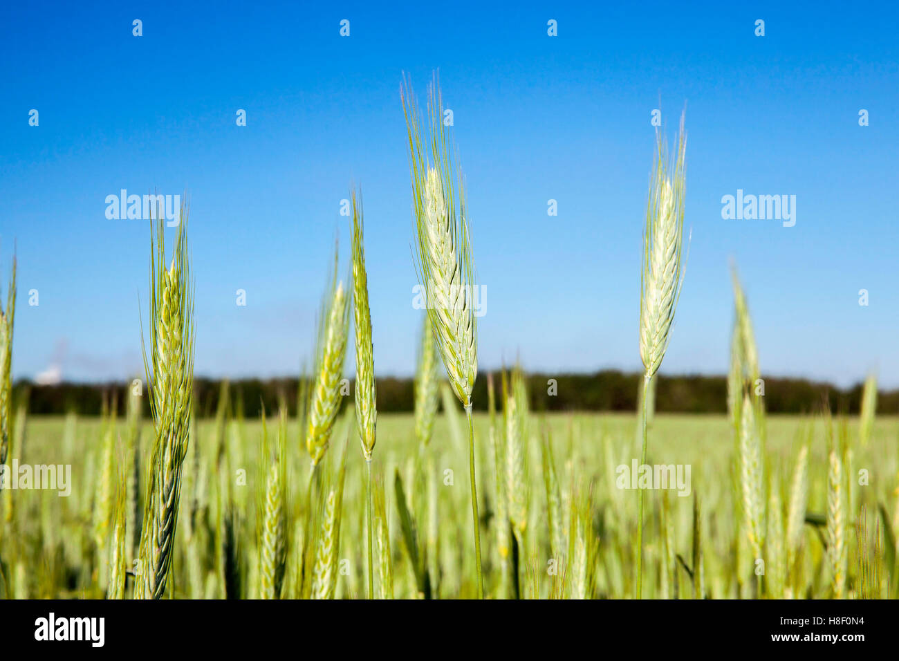 Field with cereal Stock Photo - Alamy
