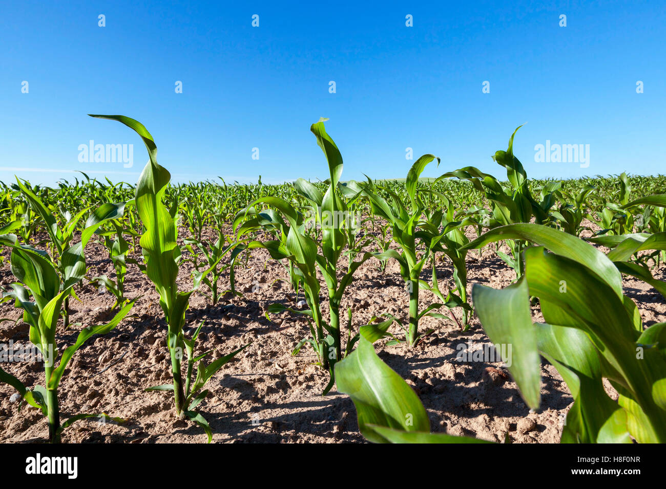 Field of green corn Stock Photo - Alamy