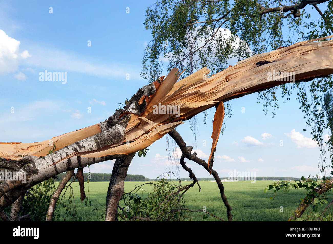 Broken birch hi-res stock photography and images - Alamy