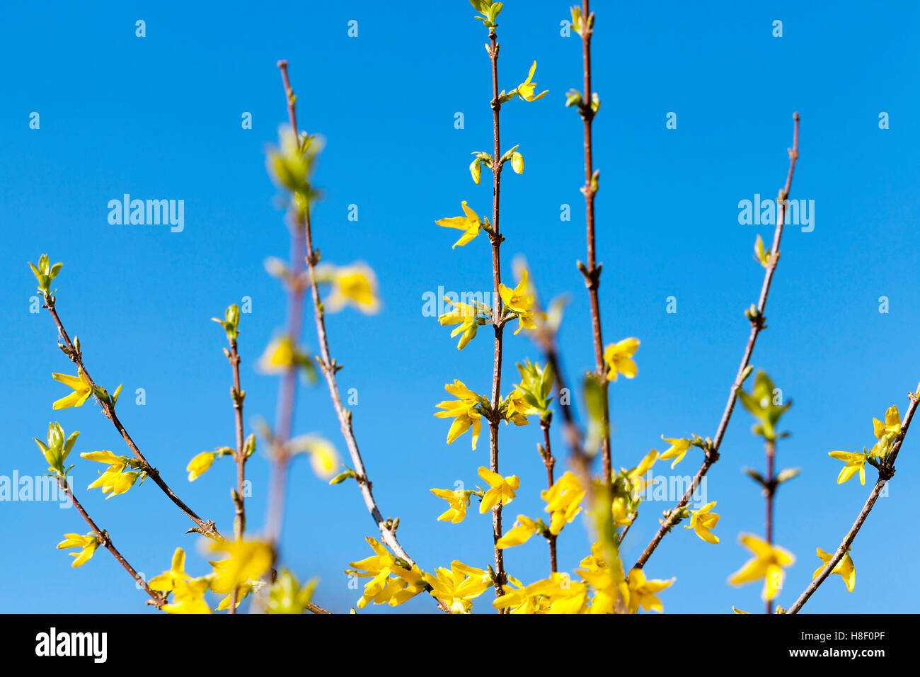 flowering maple tree Stock Photo - Alamy