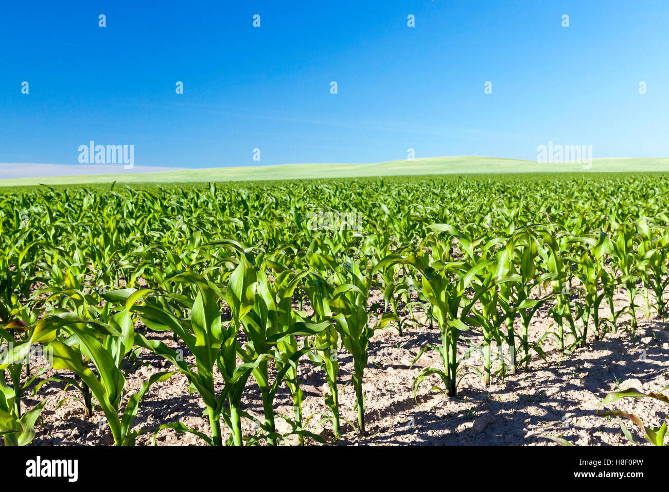 Non indigenous plants hi-res stock photography and images - Alamy