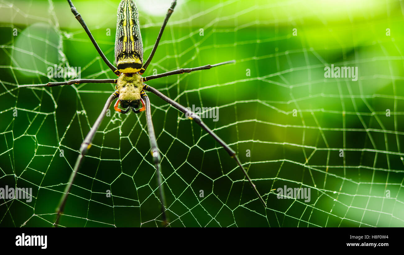 female Golden Web Spider Nephila pilipes Stock Photo - Alamy