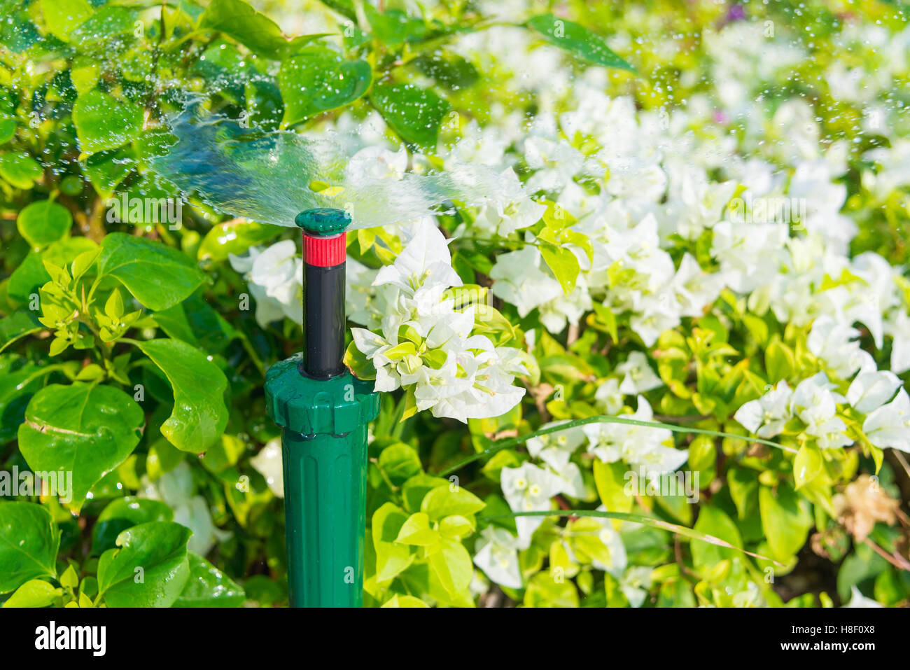 Water springer in the garden with plant and flower Stock Photo - Alamy
