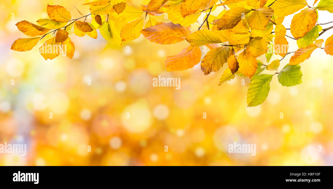 Nature autumn background with golden foliage Stock Photo - Alamy