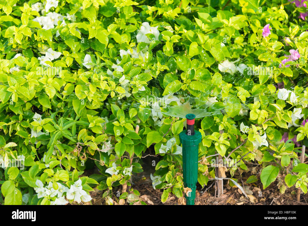 Water springer in the garden with plant and flower Stock Photo - Alamy