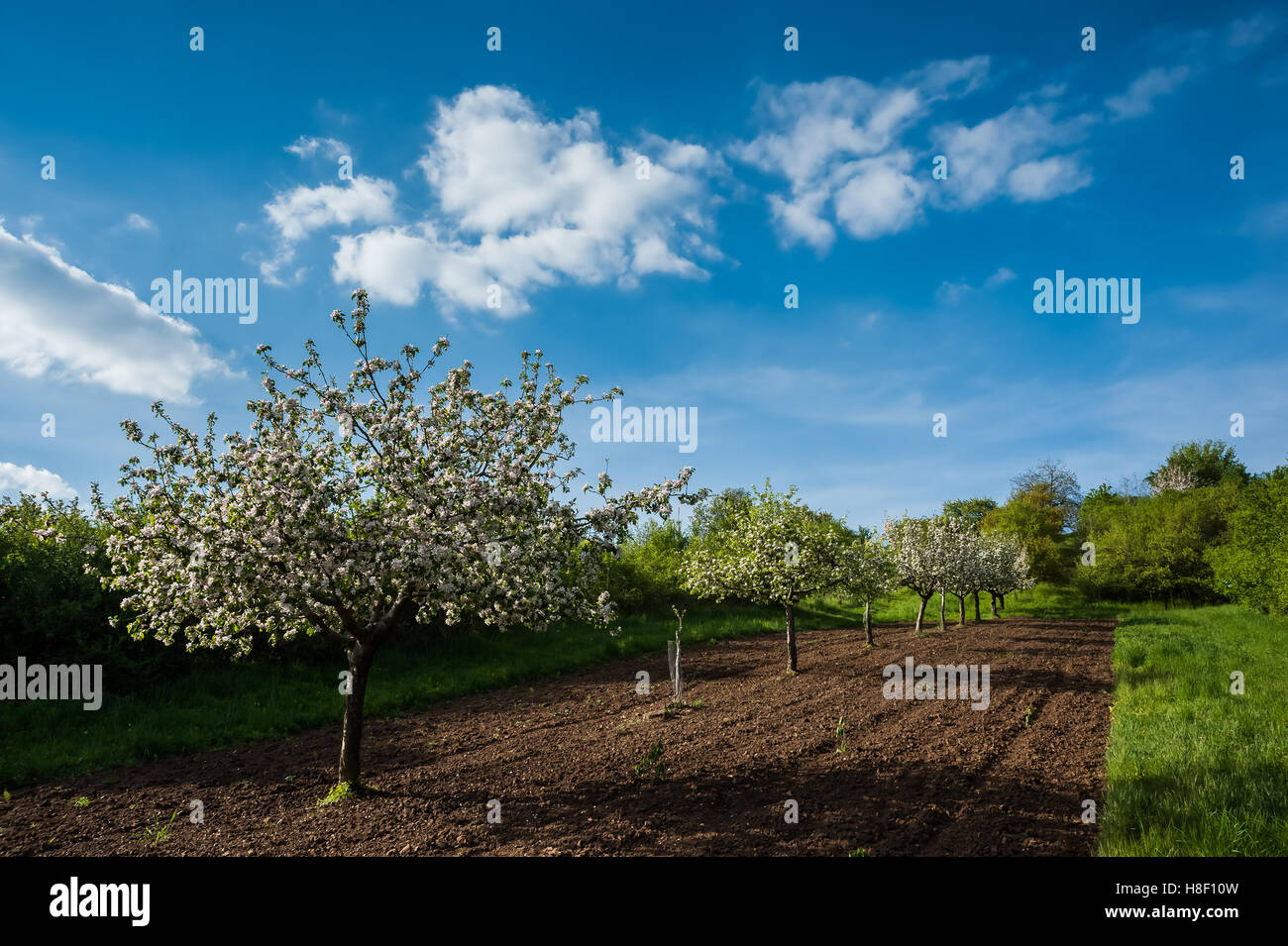 Agriculture apple tree hi-res stock photography and images - Alamy