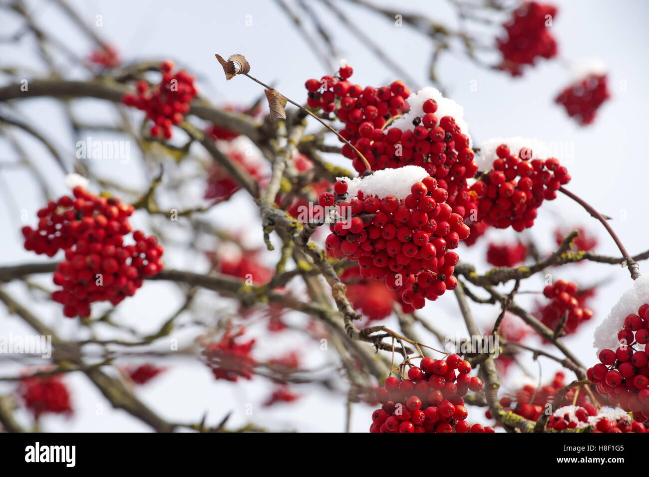 Rowan Tree Winter Stock Photos & Rowan Tree Winter Stock Images - Alamy