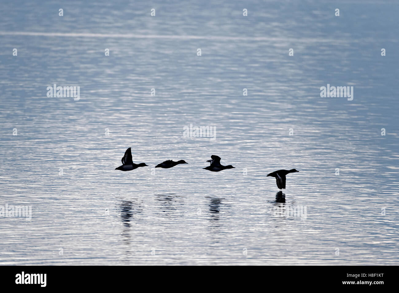 Flying ducks water hi-res stock photography and images - Alamy