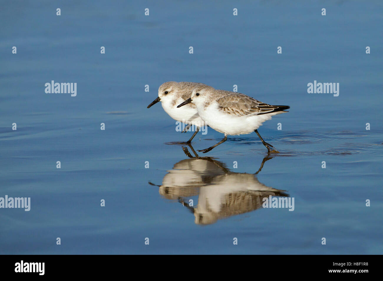 Two Sanderlings Calidris alba running along the tide line together ...