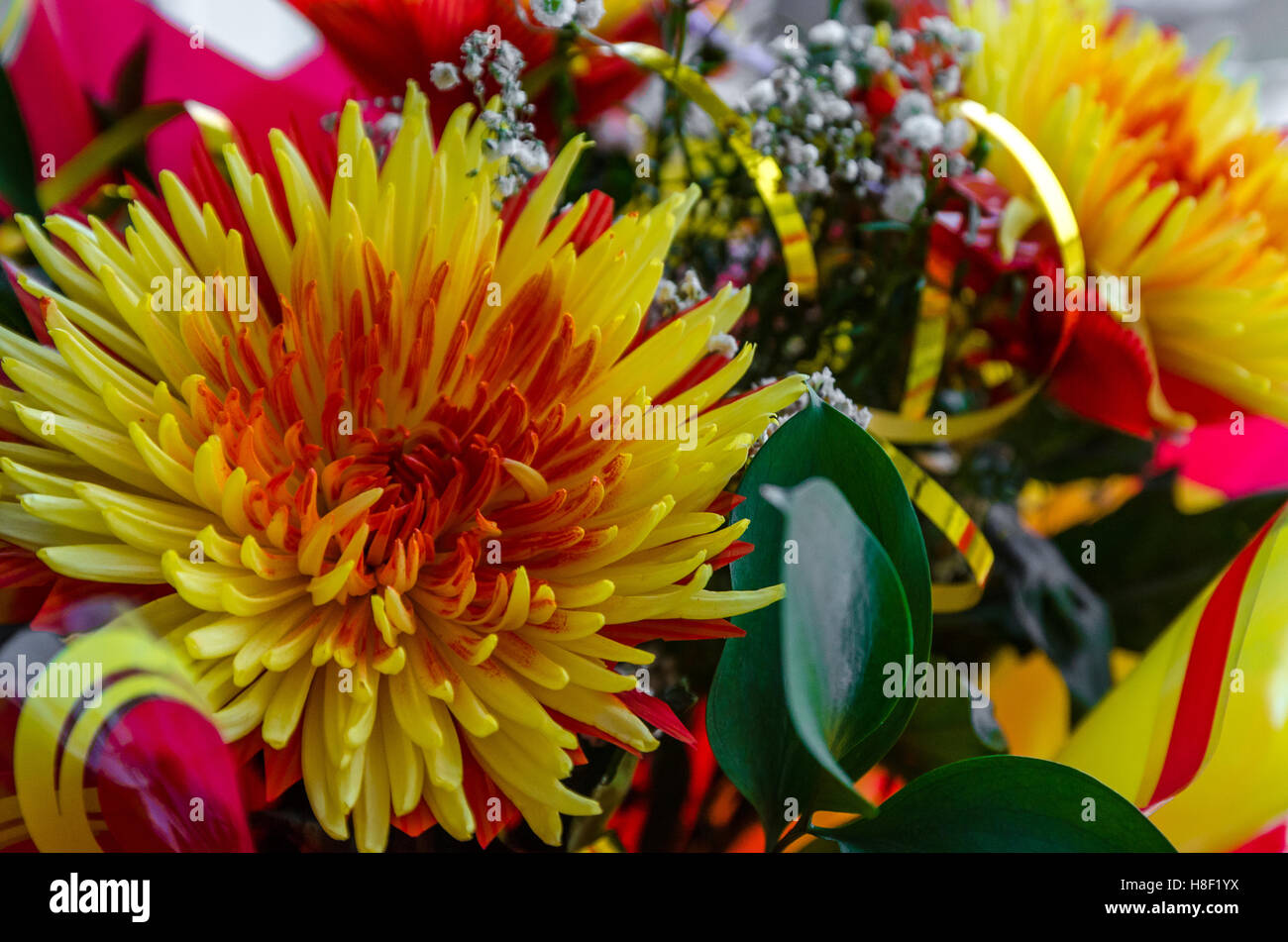 Disbudded hi-res stock photography and images - Alamy