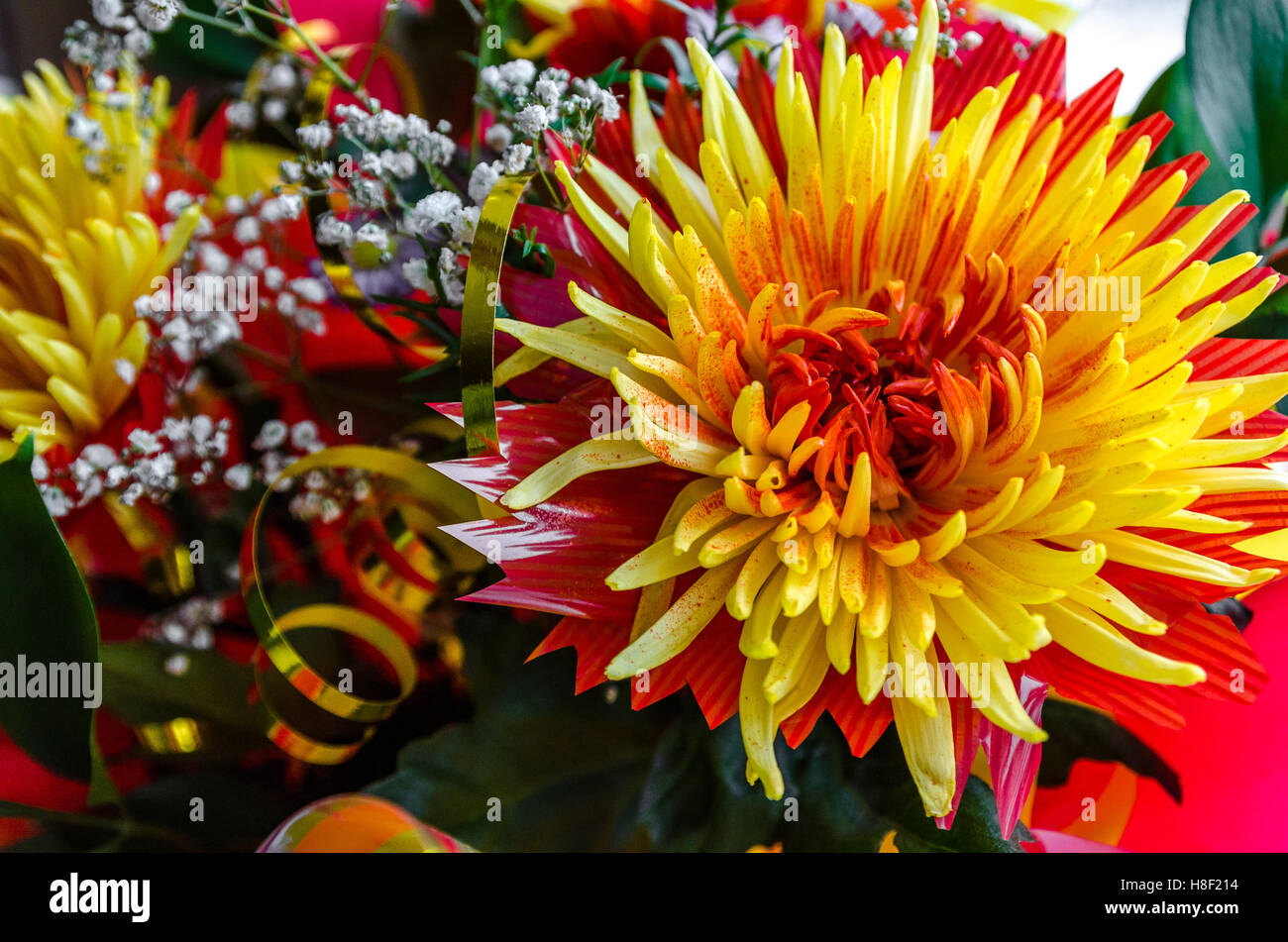 Disbudded hi-res stock photography and images - Alamy