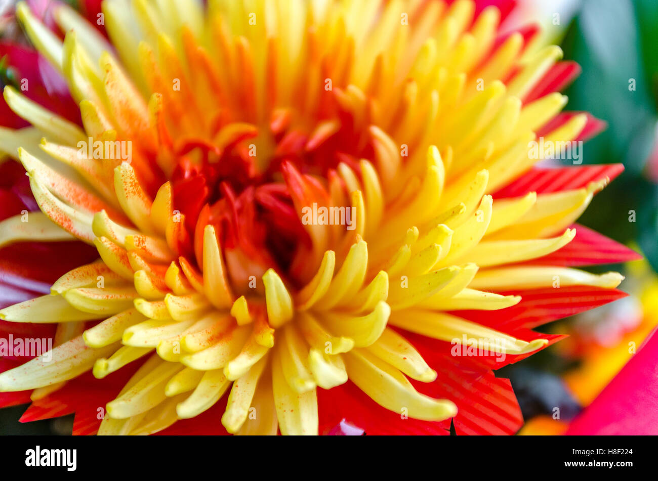 Chrysanthemum disbudded rare yellow red view, sort Stock Photo - Alamy