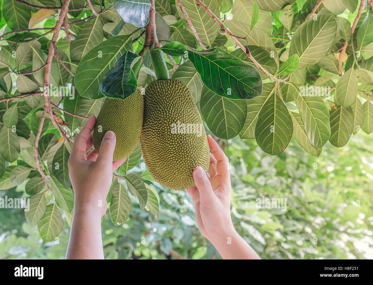 Handle thai jackfruit on the tree in the garden Close-up Stock Photo ...