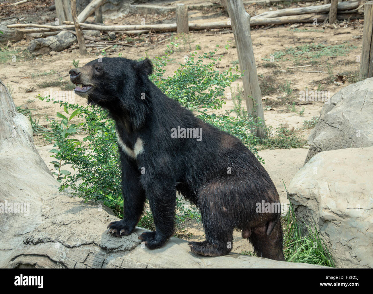 Asiatic black bear Stock Photo - Alamy