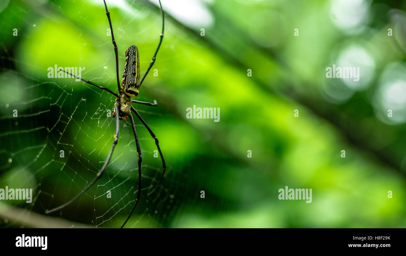 female Golden Web Spider Nephila pilipes Stock Photo - Alamy