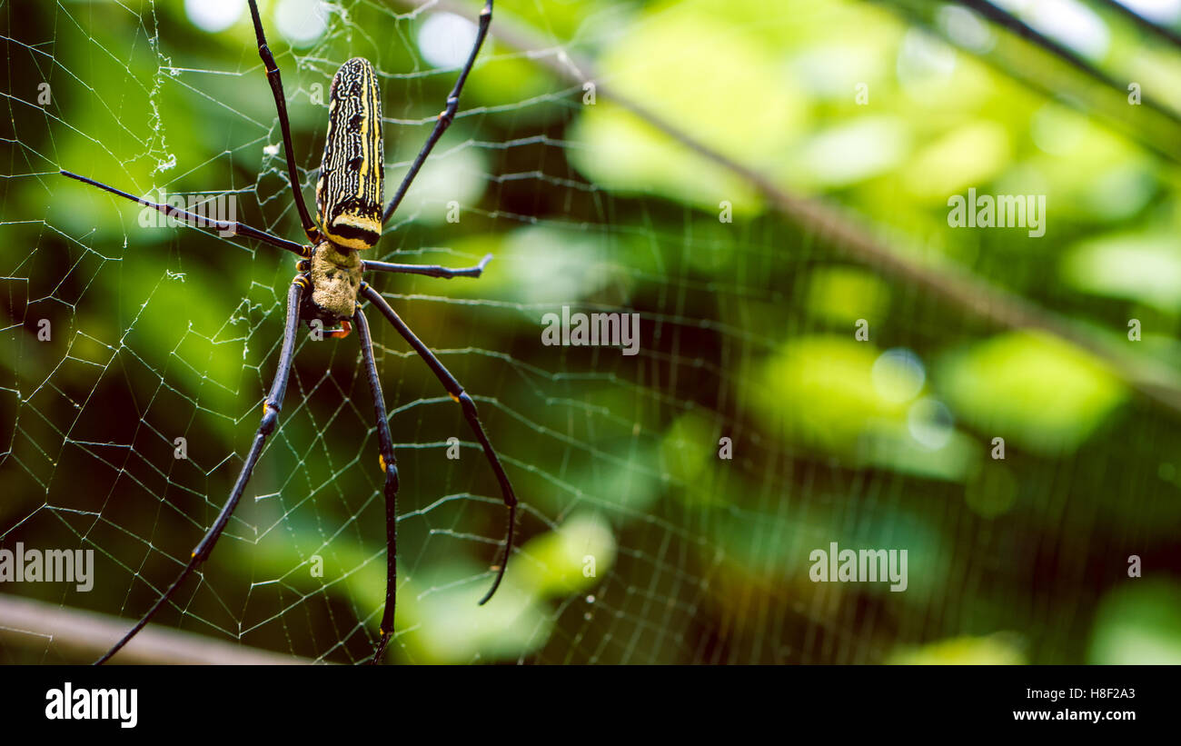 female Golden Web Spider Nephila pilipes Stock Photo - Alamy