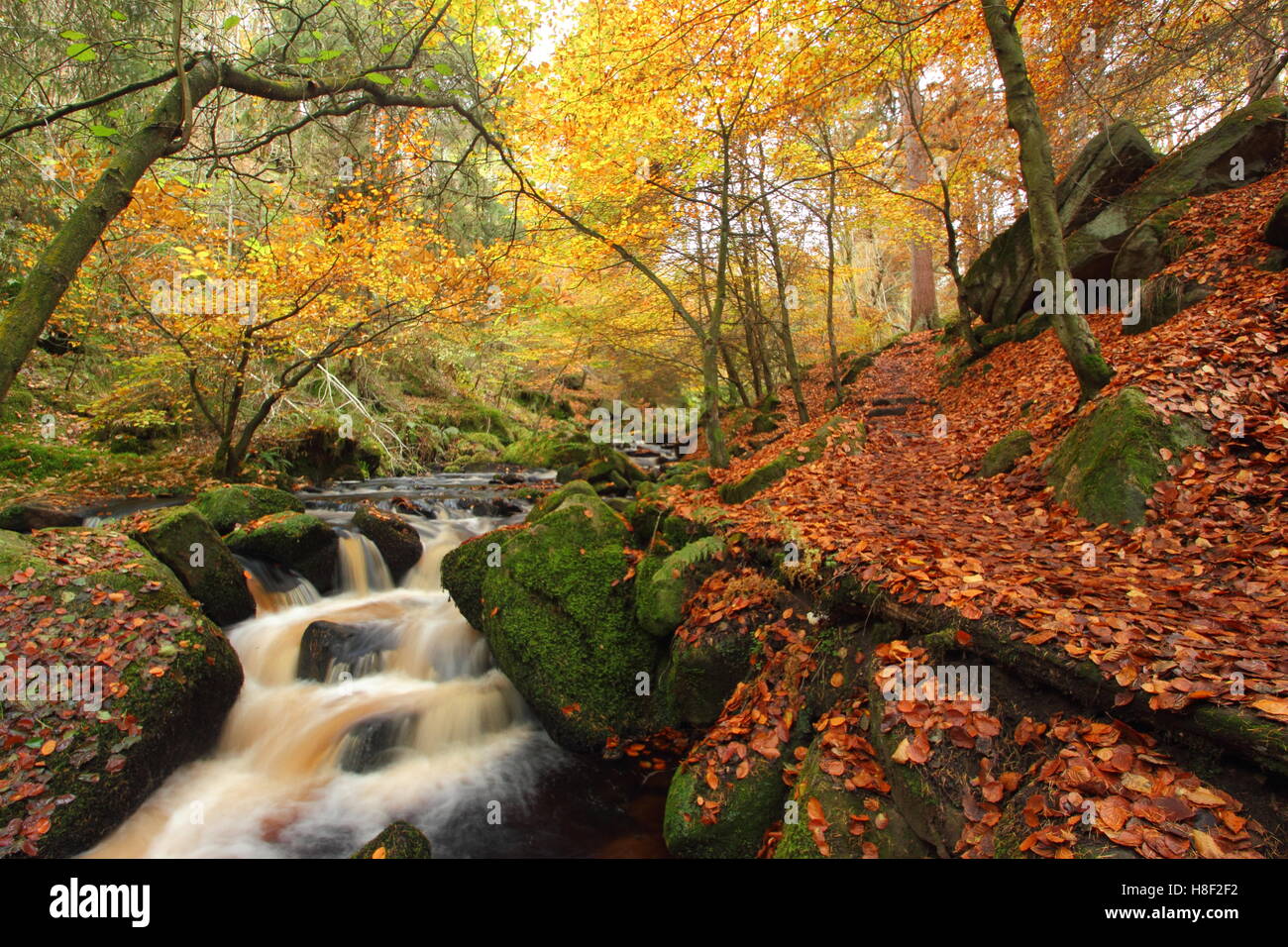 Wyming Brook in autumn in the city of Sheffield, Peak District Stock ...