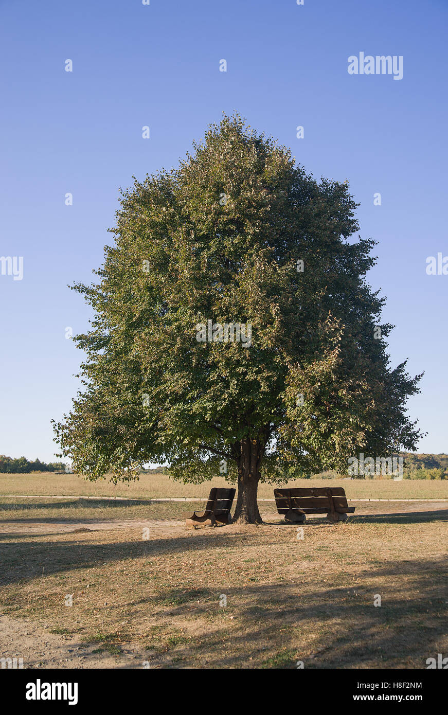 A large oak tree on meadow in autumn. Under the tree benches Stock ...