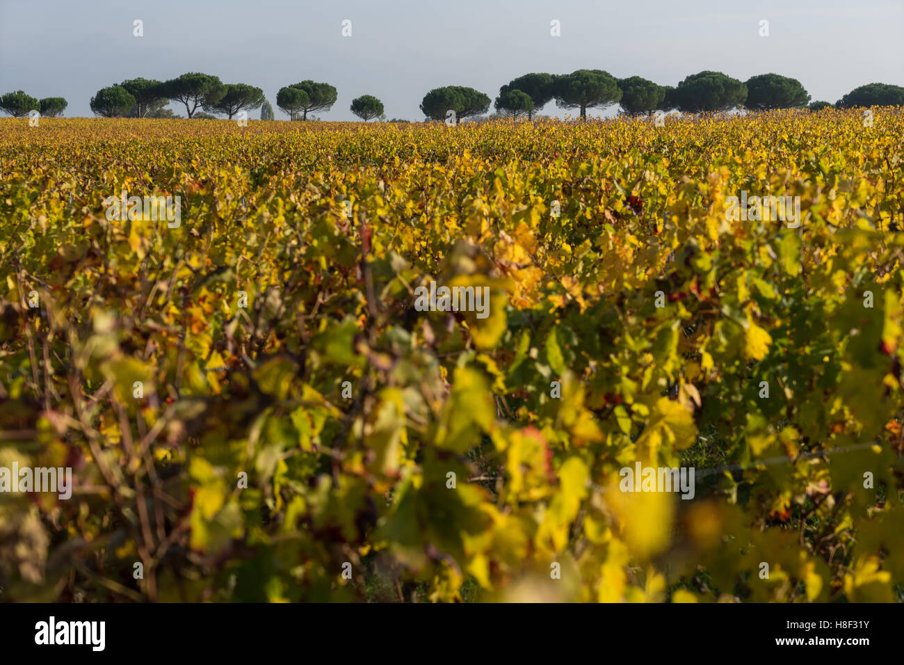 Bordeaux medoc hi-res stock photography and images - Alamy