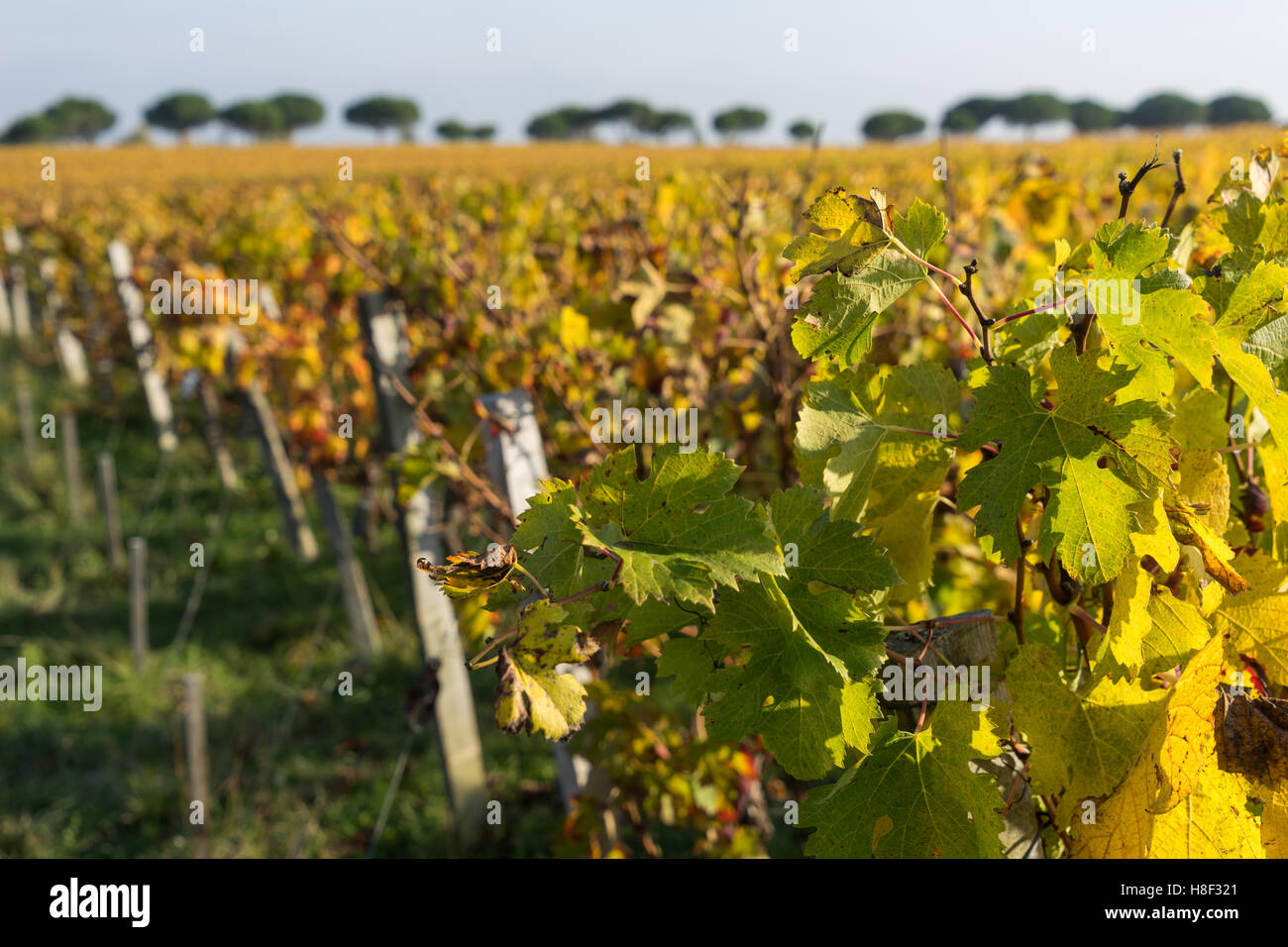 Bordeaux medoc wine hi-res stock photography and images - Alamy