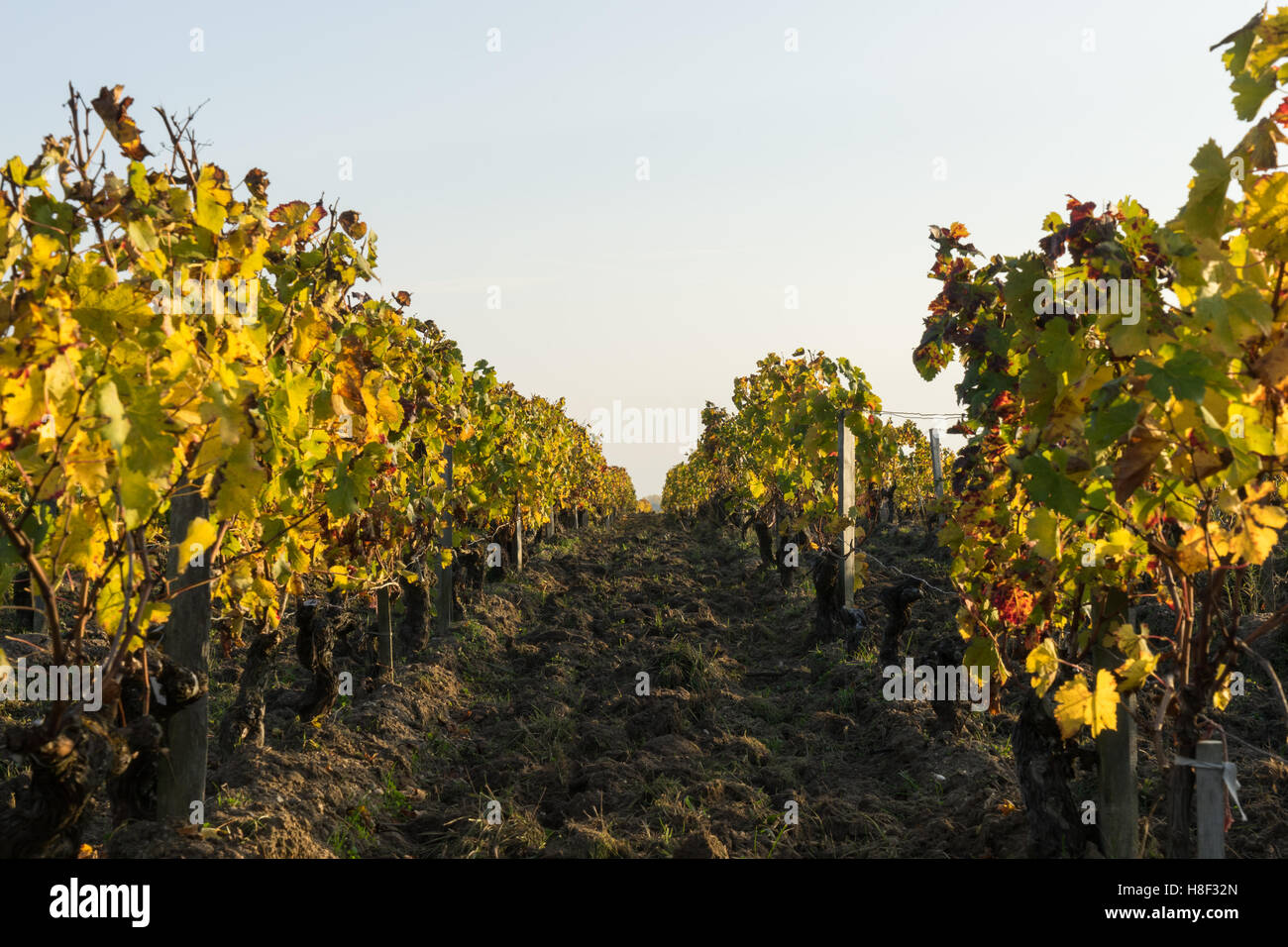 Vineyard in Medoc, Bordeaux, France Stock Photo - Alamy