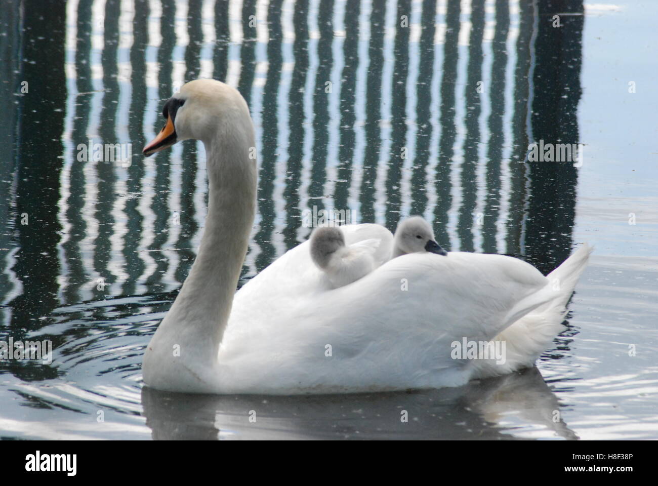 Family swans cygnets canal hi-res stock photography and images - Alamy