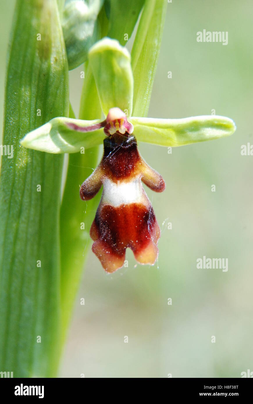 Fly orchid close-up (Ophrys insectifera), UK Stock Photo - Alamy