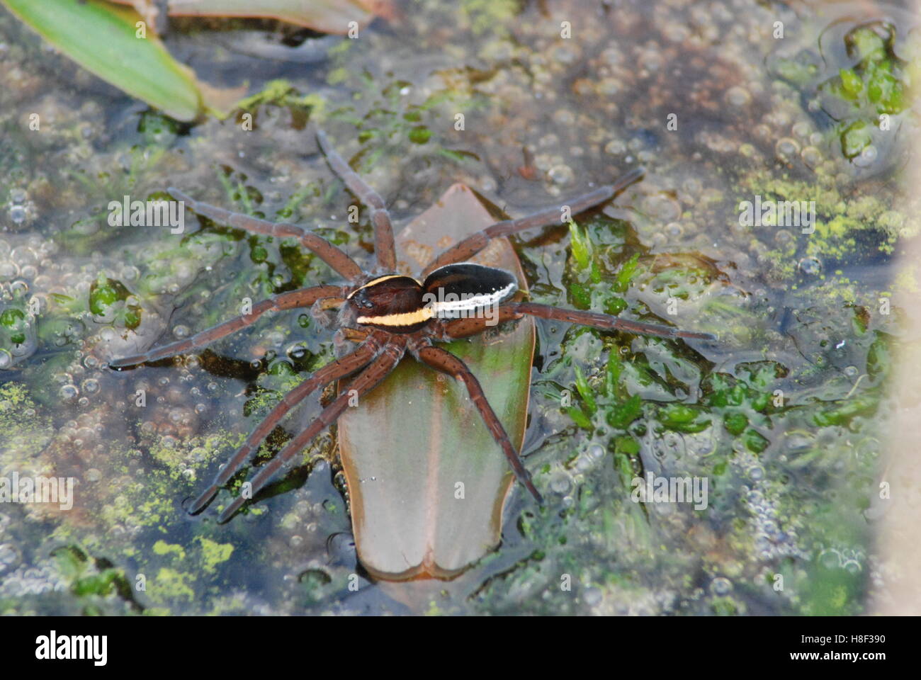 Spiders in nature hi-res stock photography and images - Alamy
