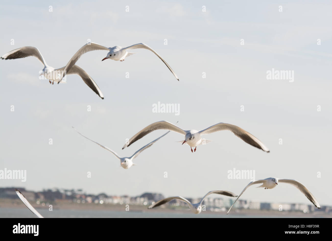 Gulls on black sea shore hi-res stock photography and images - Alamy