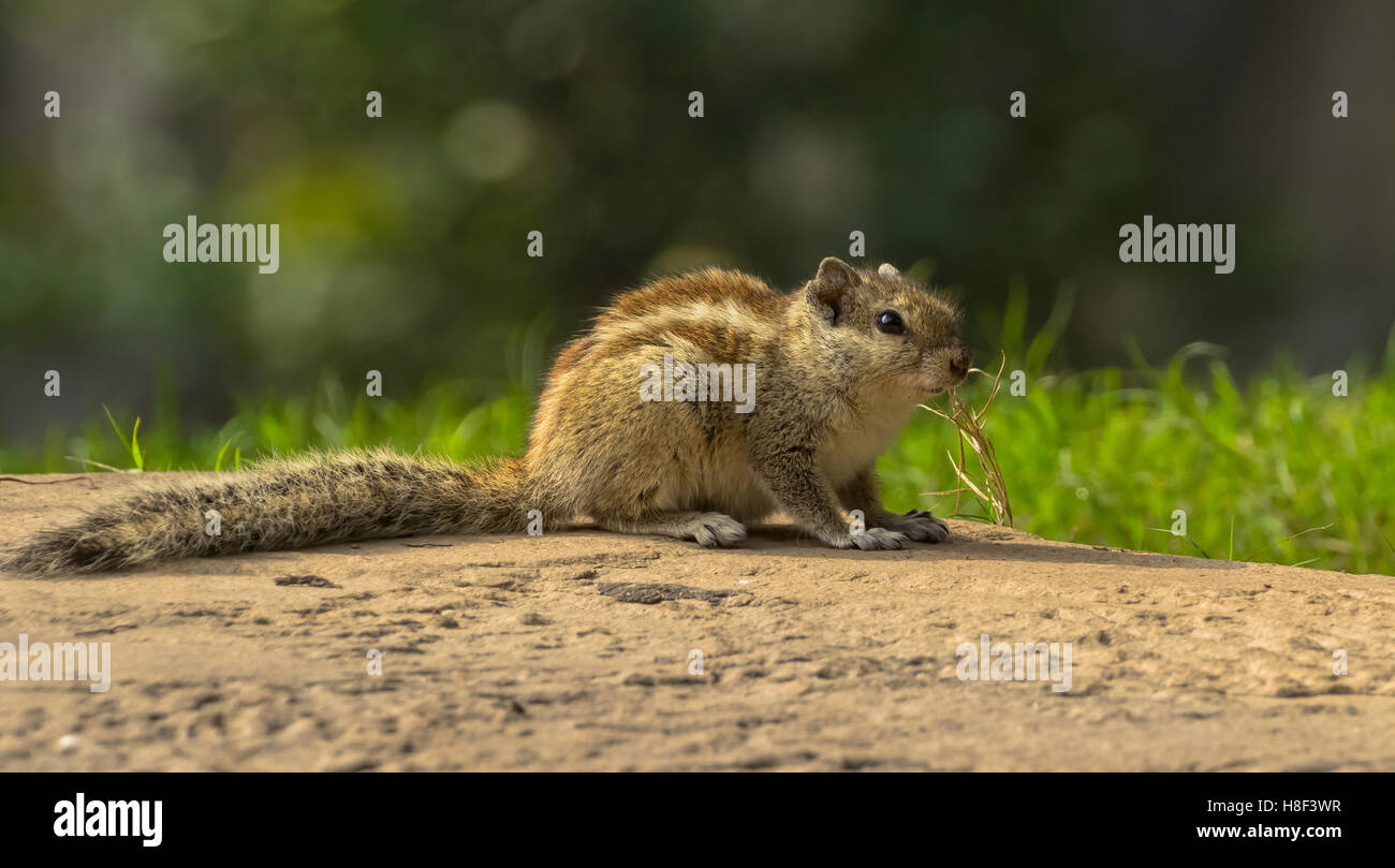 Indian squirrel hi-res stock photography and images - Alamy