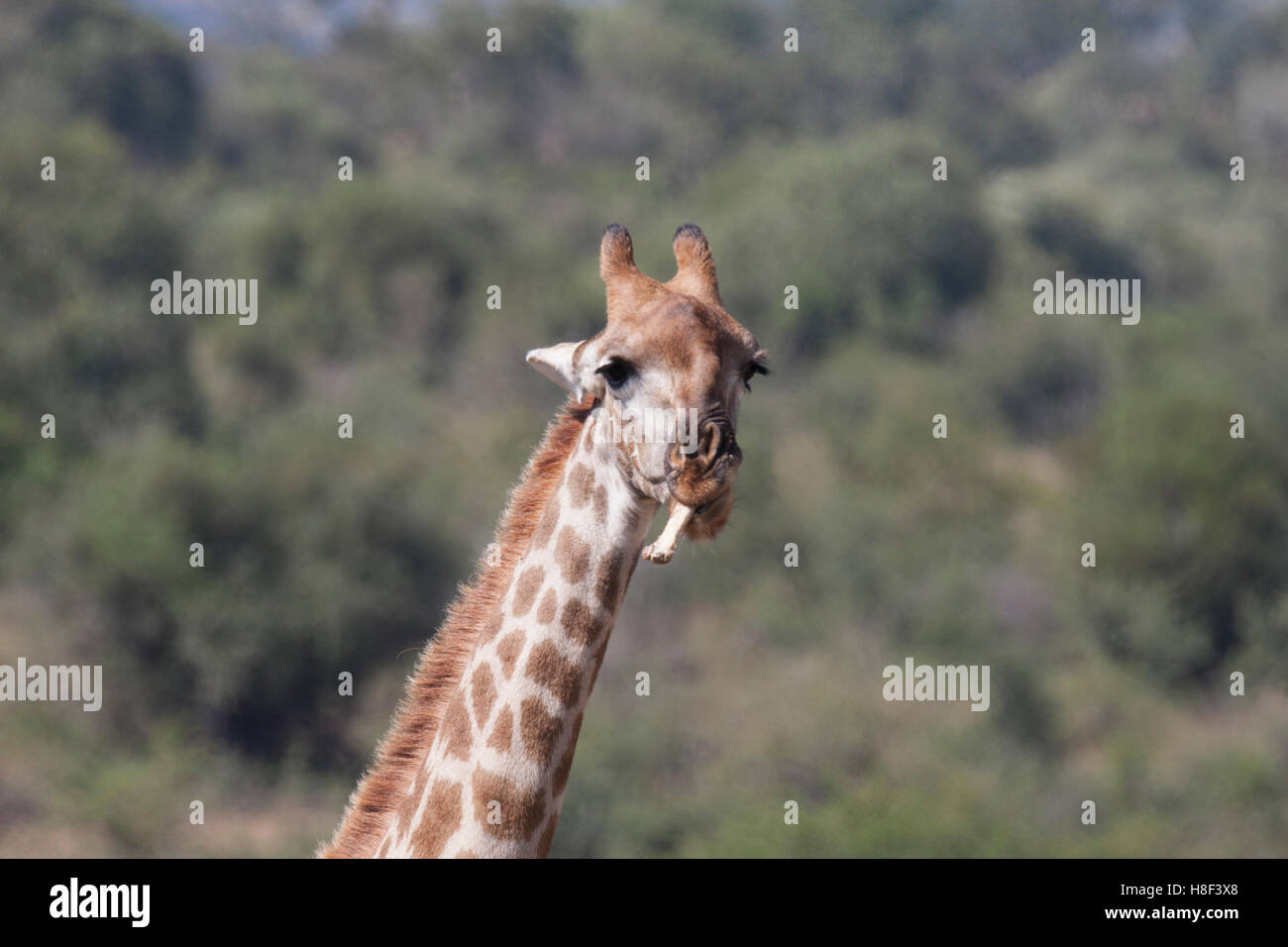 Giraffe neck bone hi-res stock photography and images - Alamy
